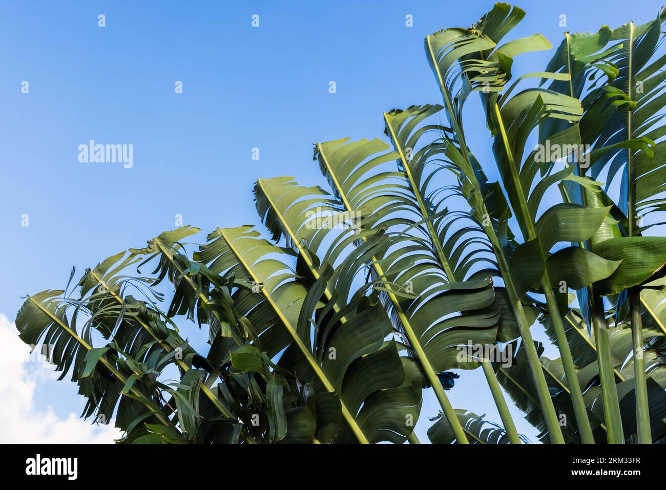Green leaves of palm tree are under blue sky. Ravenala is a genus of ...
