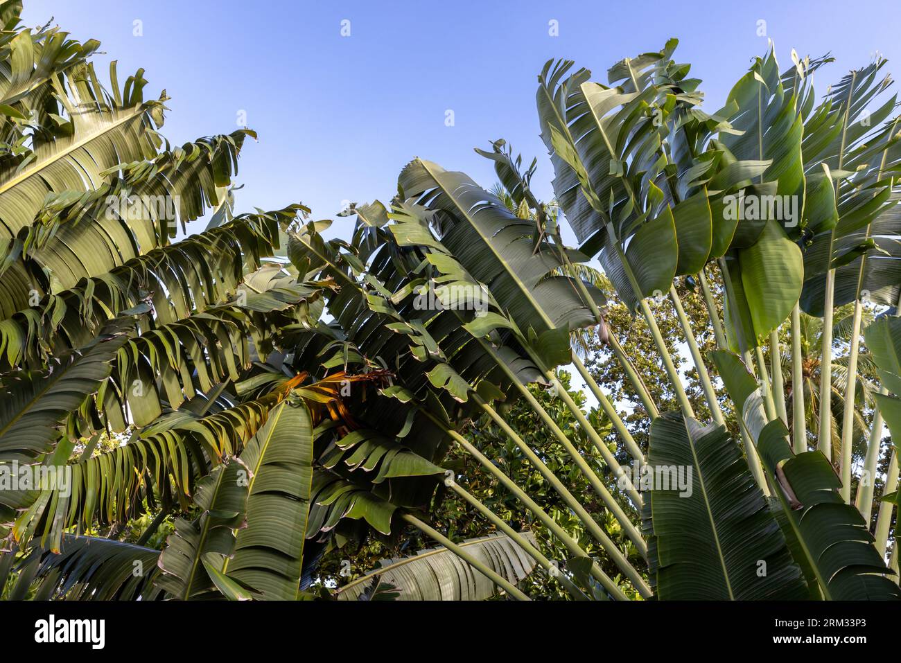 Palm trees are under blue sky, tropic background photo. Ravenala is a ...