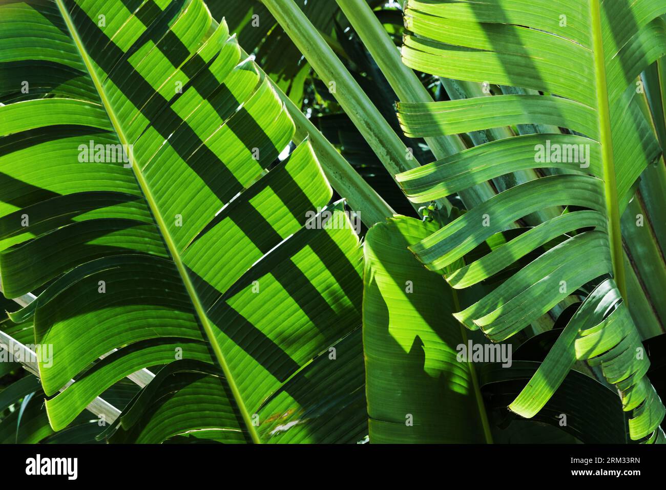 Green palm leaves background photo. Ravenala is a genus of ...