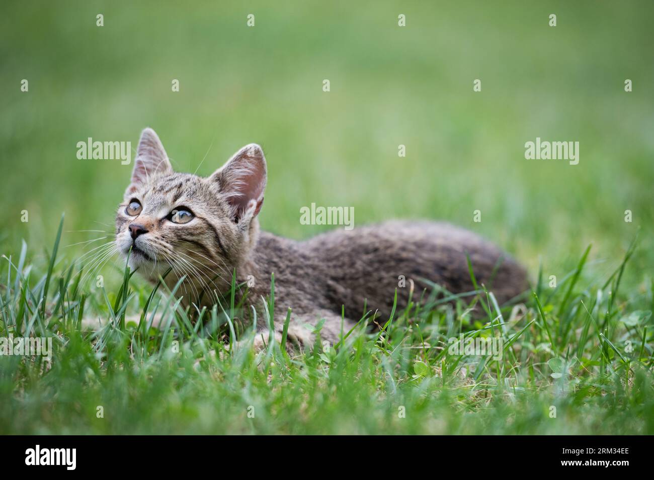 Cute gray kitty lying on green grass in the garden Stock Photo - Alamy