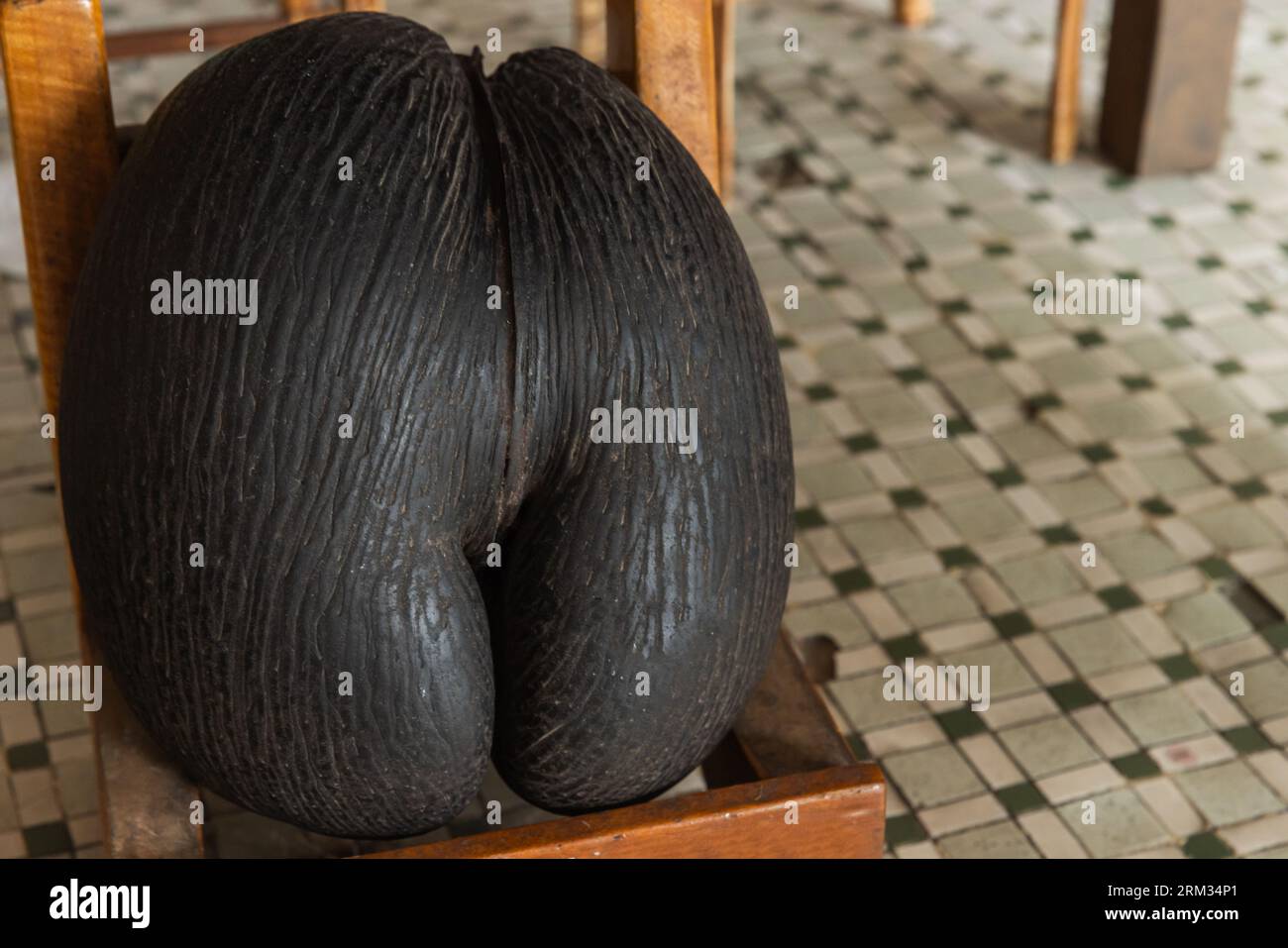 Seychelles nut hi-res stock photography and images - Alamy