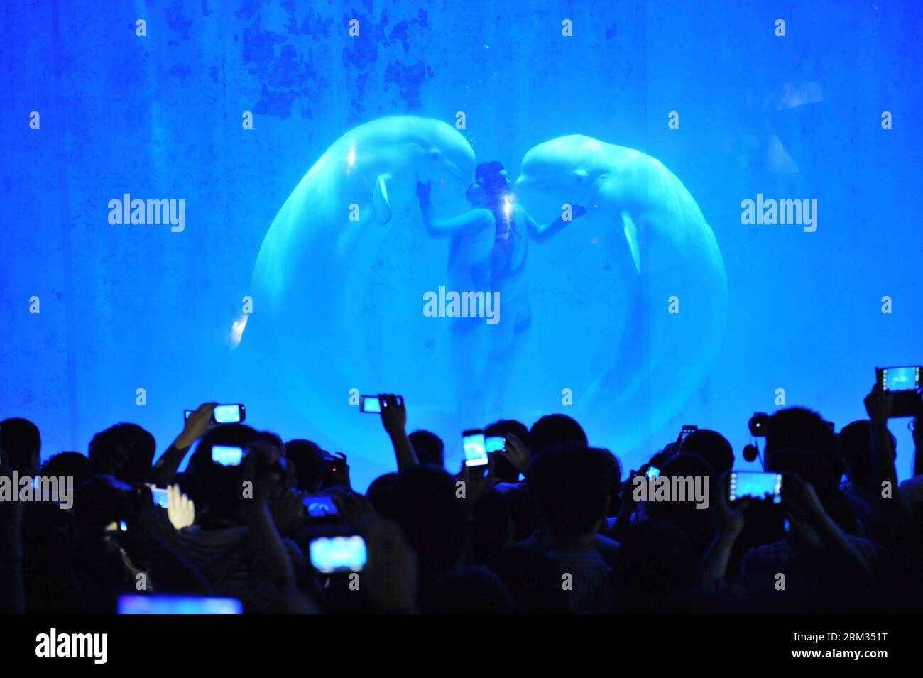 Beluga wal show hi-res stock photography and images - Alamy