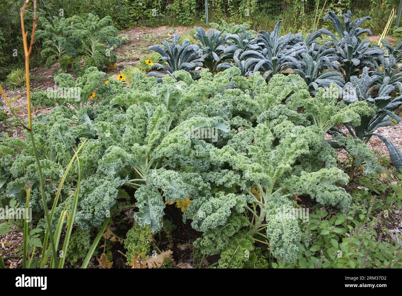Kale or Leaf Cabbage Stock Photo - Alamy