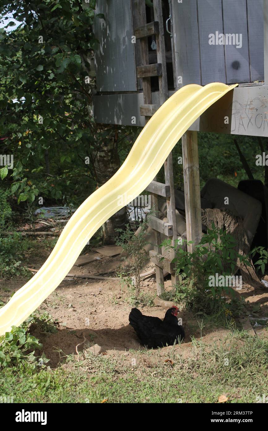 Chicken hide and seek or Chicken finds escape from heat Stock Photo - Alamy