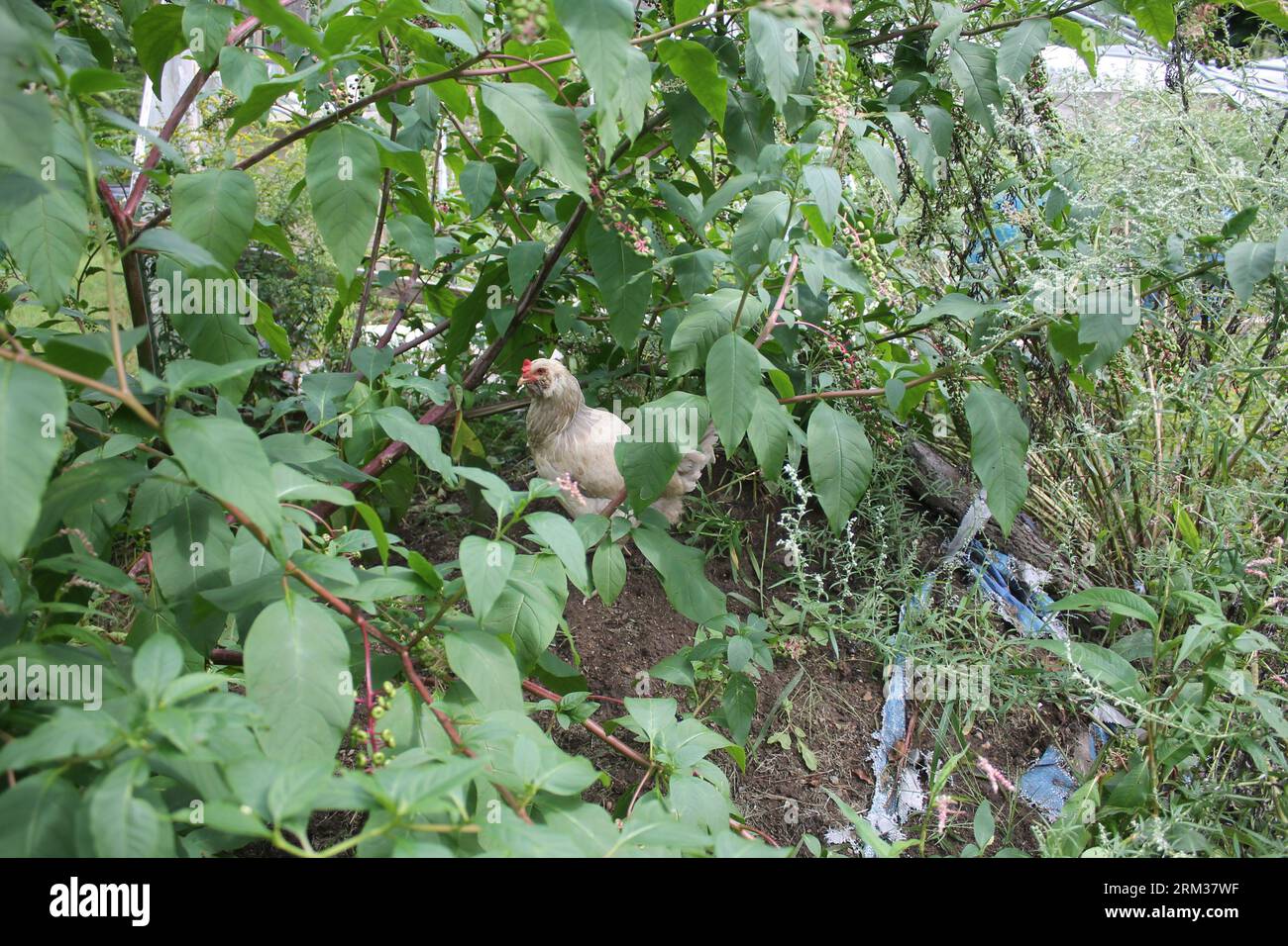 Chicken hide and seek or Chicken finds escape from heat Stock Photo - Alamy