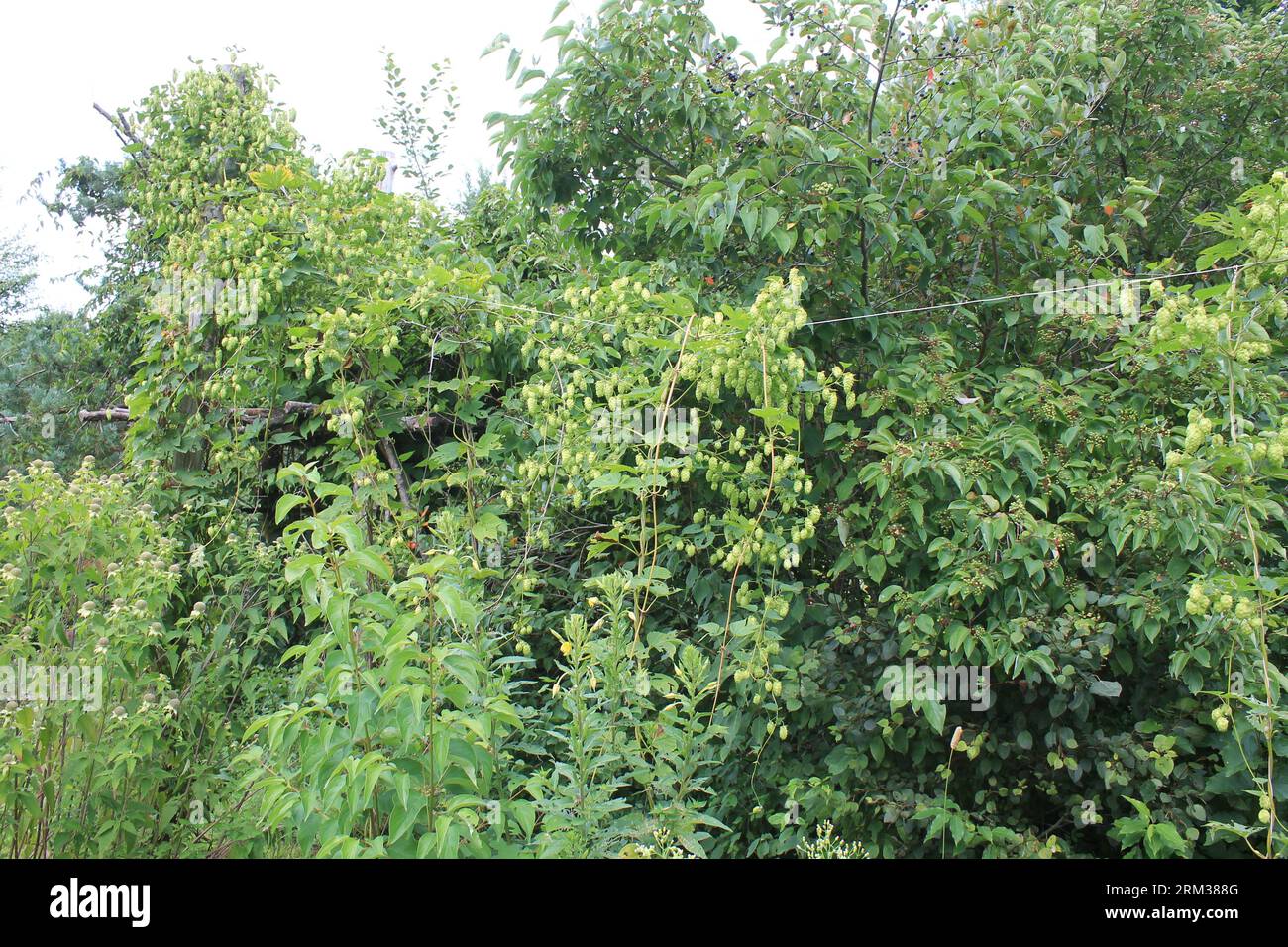 Growing of hops hi-res stock photography and images - Alamy