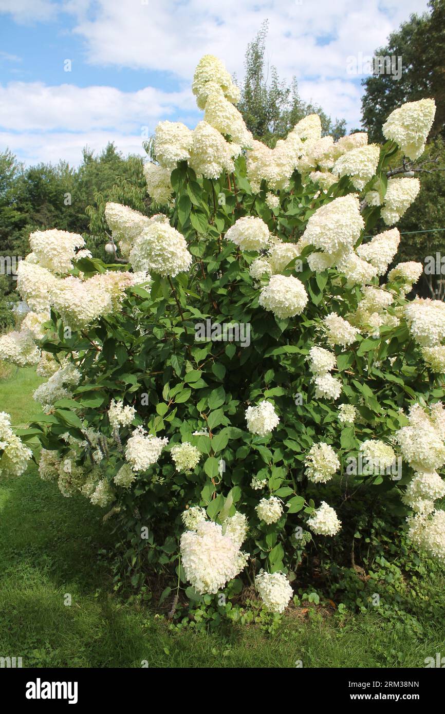 White Hydrangea Tree Stock Photo - Alamy