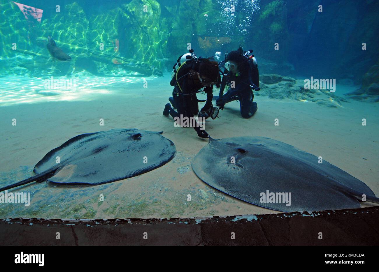 Giant Freshwater Stingray River Safari
