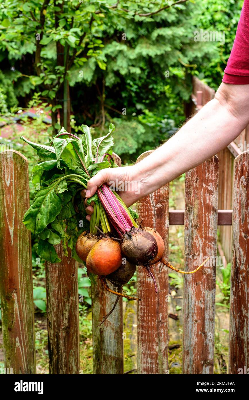 Beetroot in man's hands. Ripe yellow, orange and traditional purple ...
