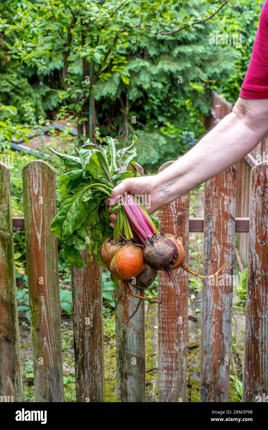 Beetroot in man's hands. Ripe yellow, orange and traditional purple ...