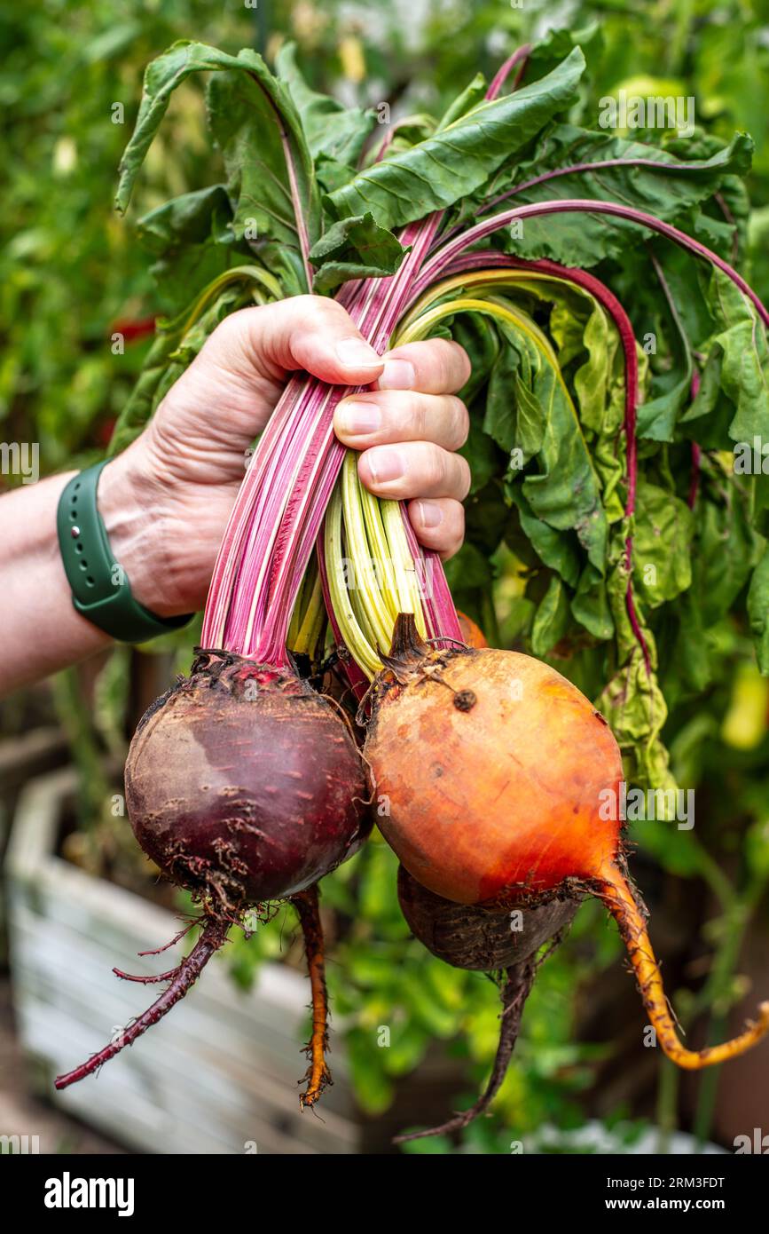 Beetroot in man's hands. Ripe yellow, orange and traditional purple ...