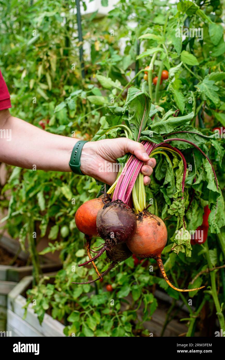 Beetroot man hi-res stock photography and images - Alamy