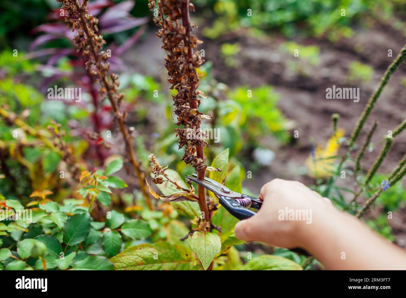 Digitalis ferruginea seed hi-res stock photography and images - Alamy
