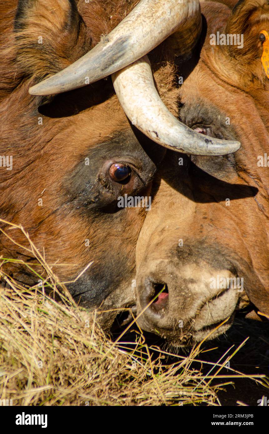 detail of the heads of two bulls in combat Stock Photo - Alamy