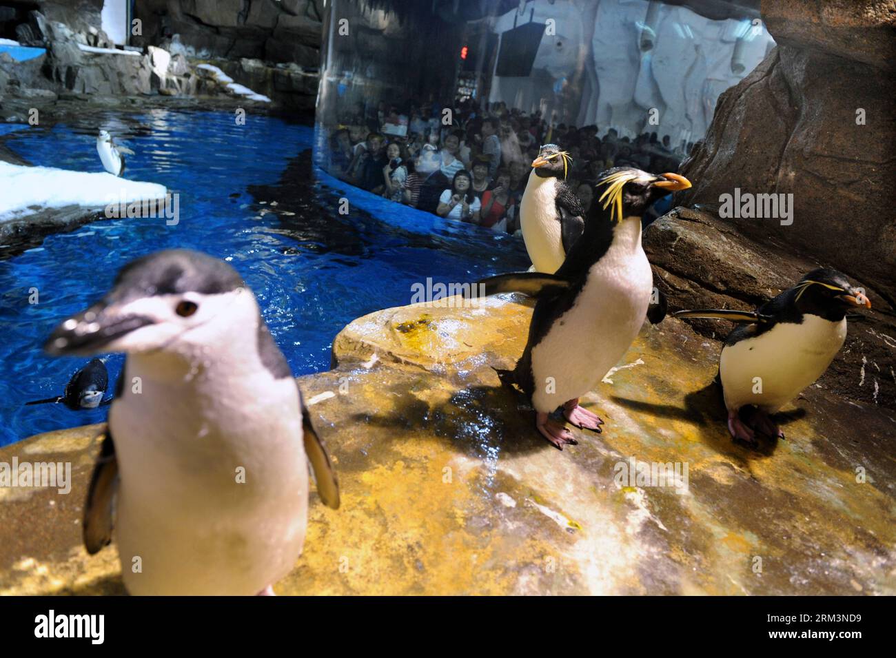 Zoo penguin china hi-res stock photography and images - Alamy