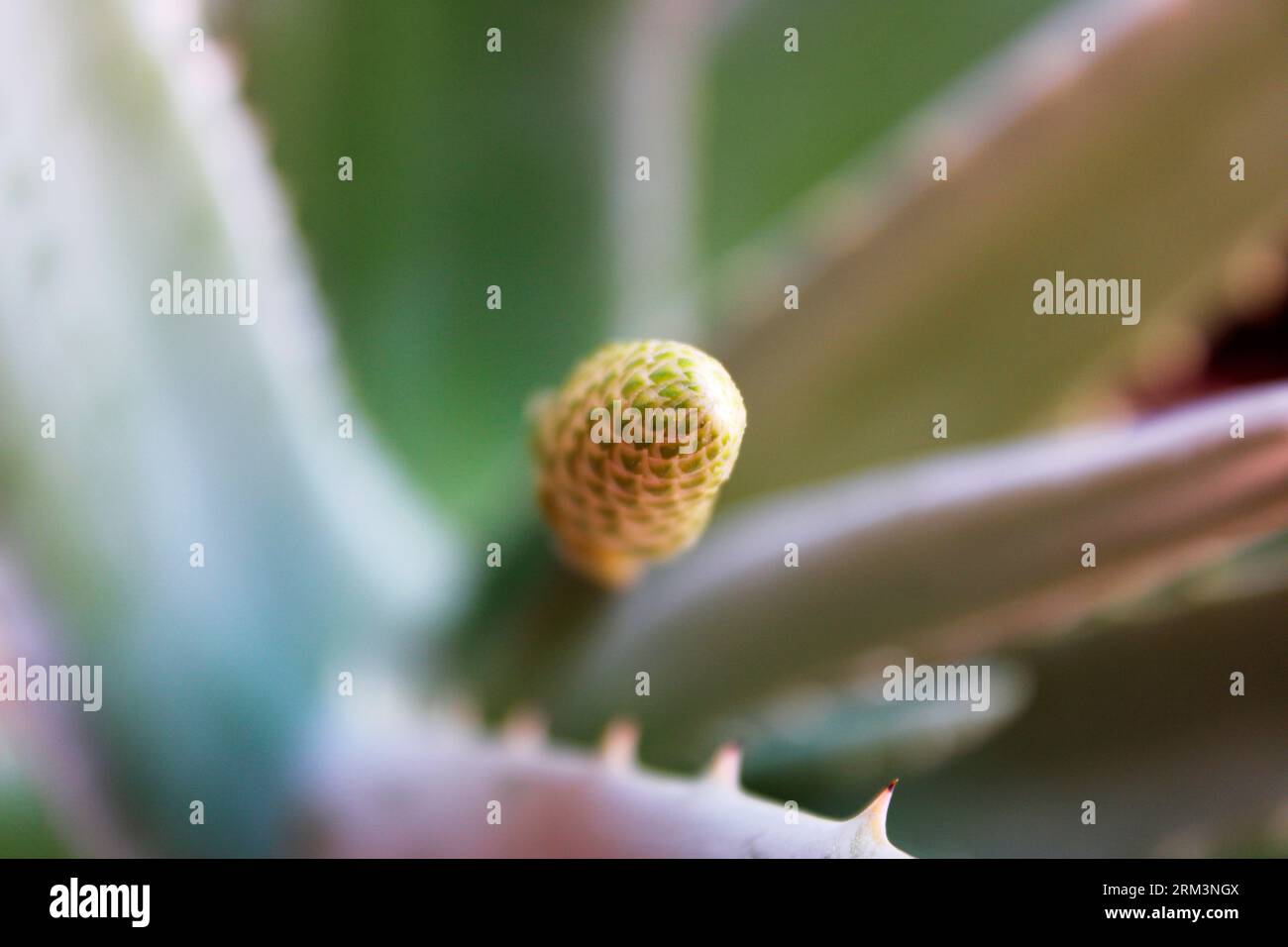 Aloe flower spike hi-res stock photography and images - Alamy