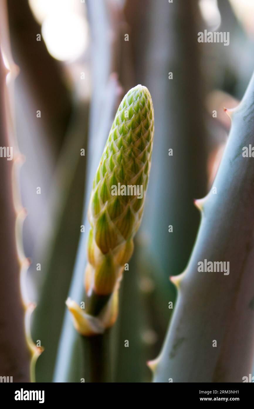 Aloe vera flower buds beginning to form Stock Photo - Alamy