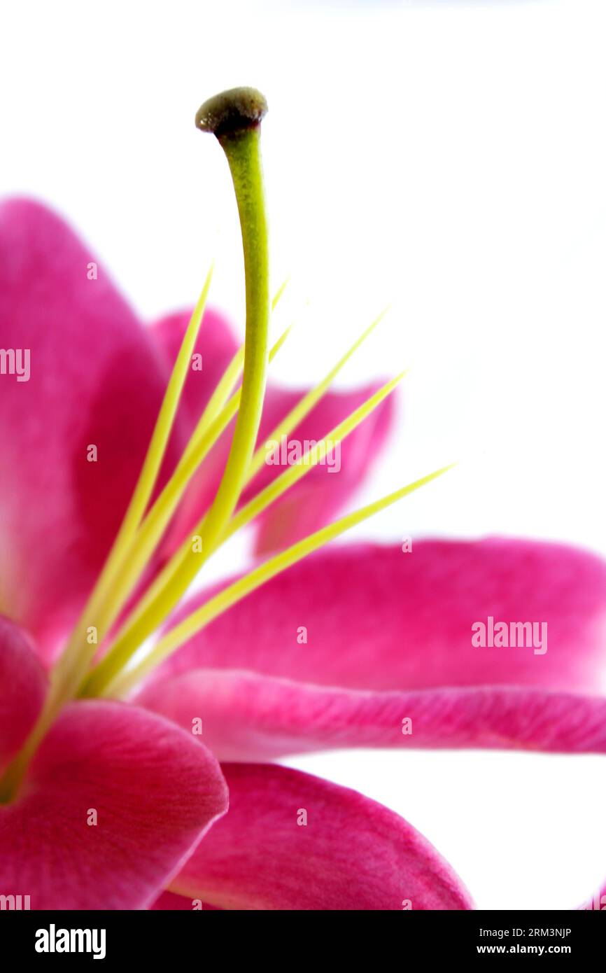 Pink beautiful lily close hi-res stock photography and images - Alamy