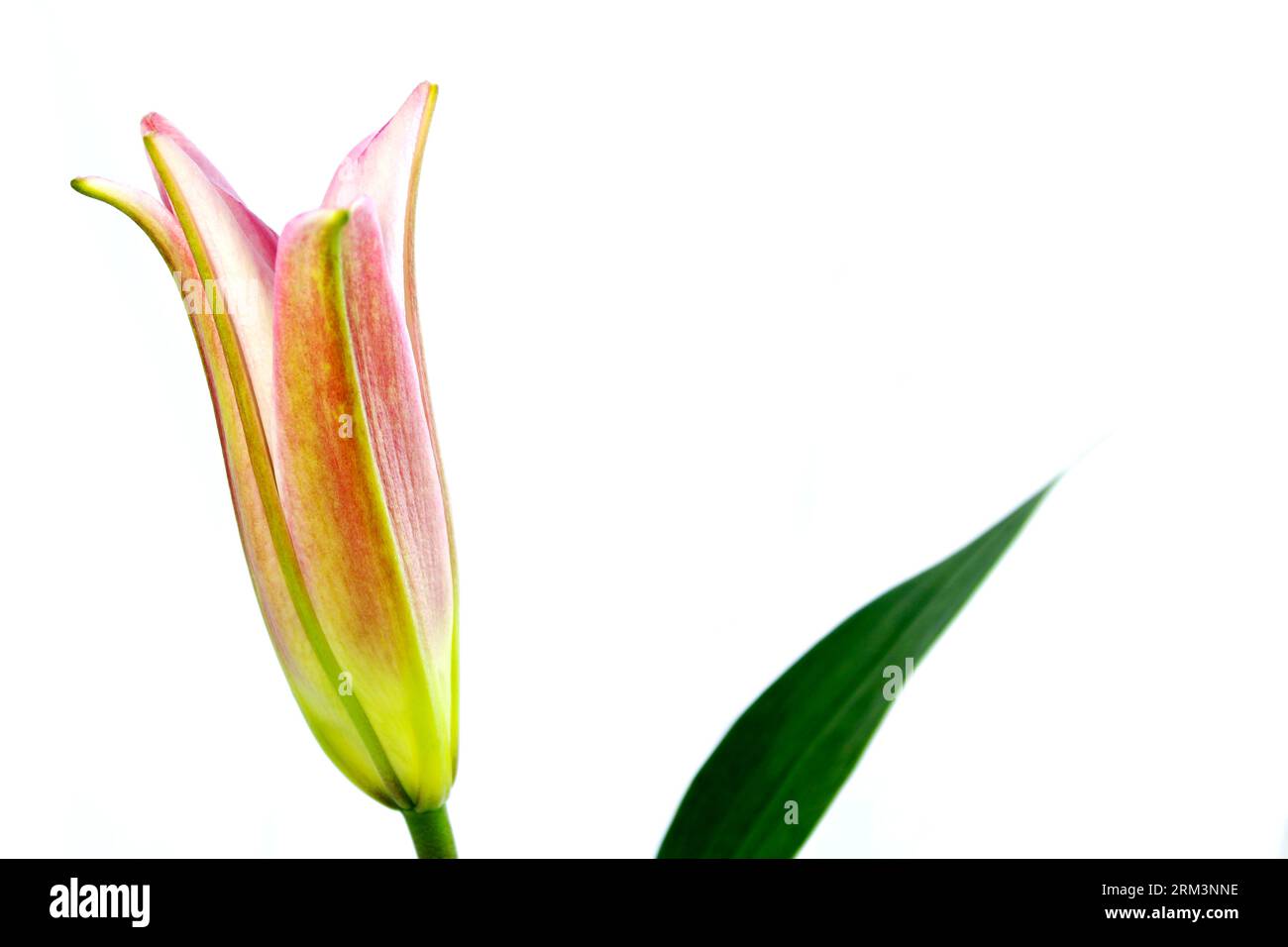 Detail beautiful pink lily hi-res stock photography and images - Alamy