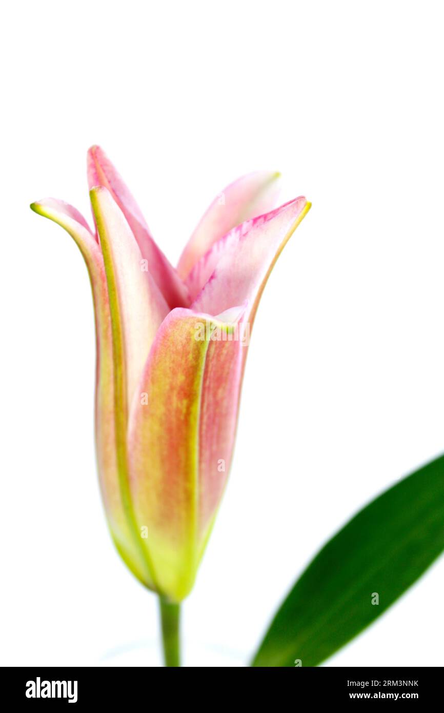 Flower bud detail Cut Out Stock Images & Pictures - Alamy
