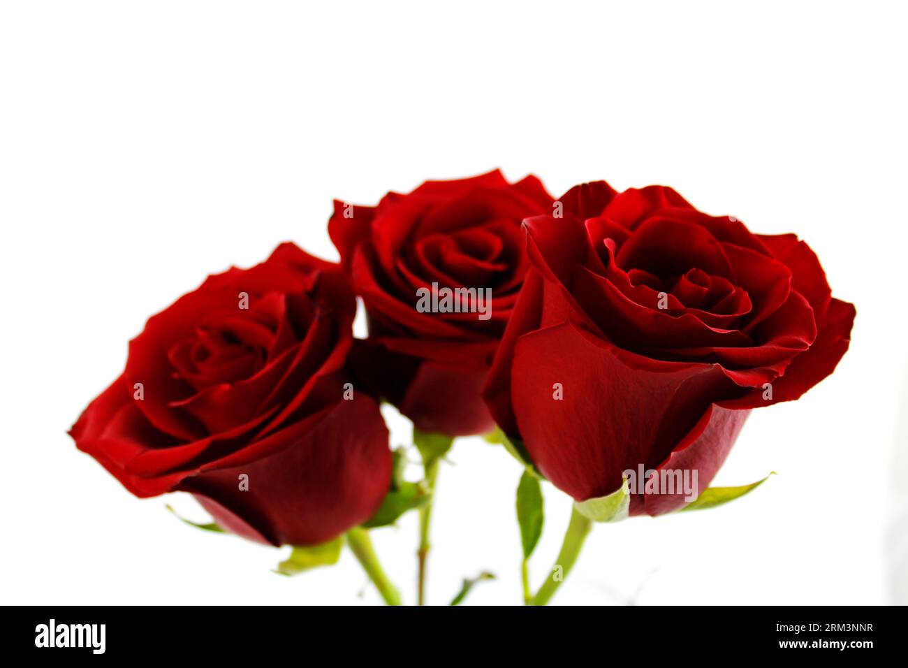 Beautiful red roses hi-res stock photography and images - Alamy