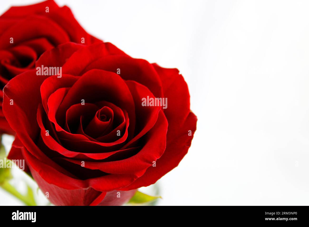 Beautiful red roses hi-res stock photography and images - Alamy