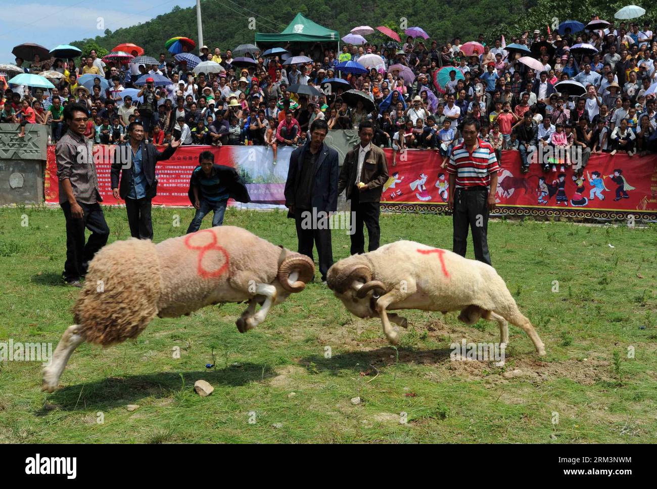 Torch sheep hi-res stock photography and images - Alamy