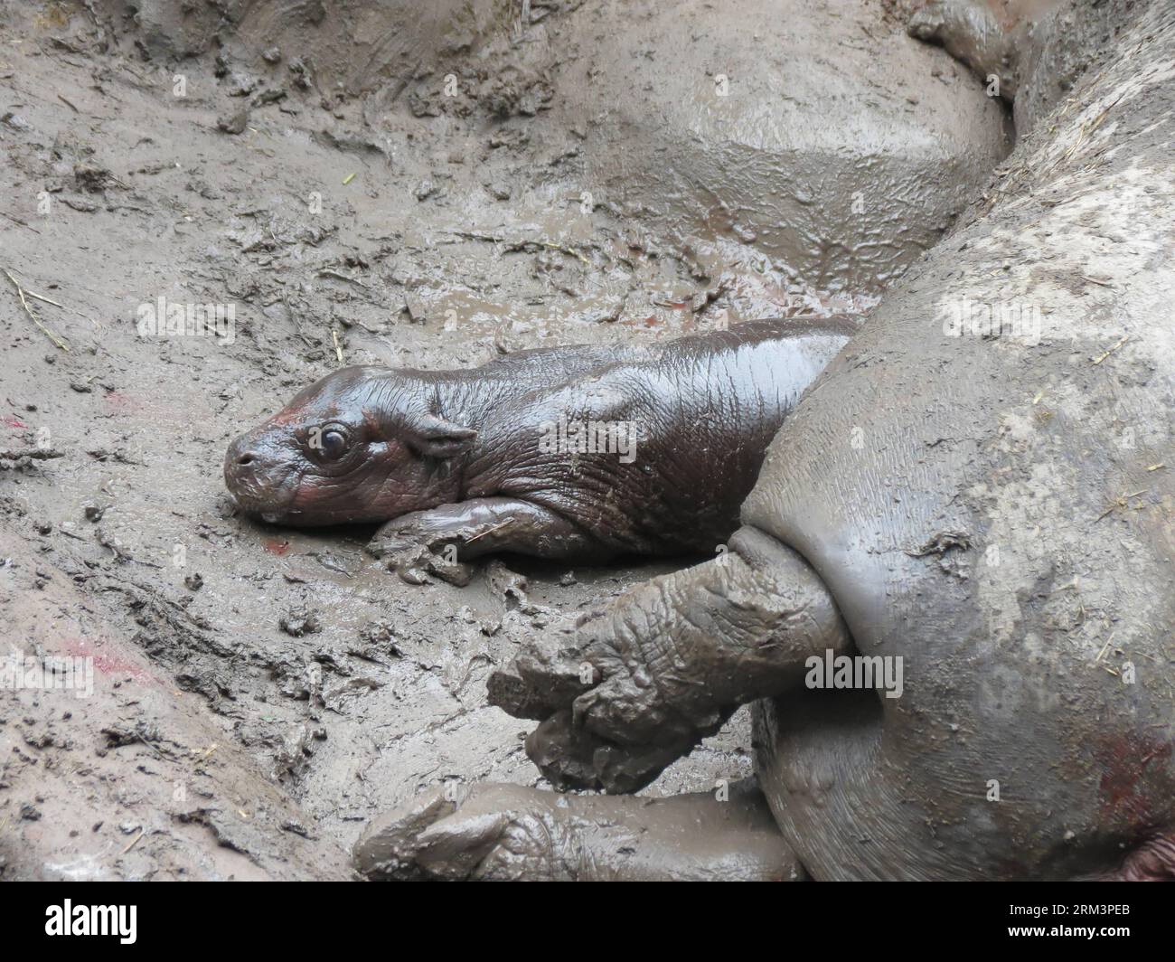 Weighing baby hippo hi-res stock photography and images - Alamy