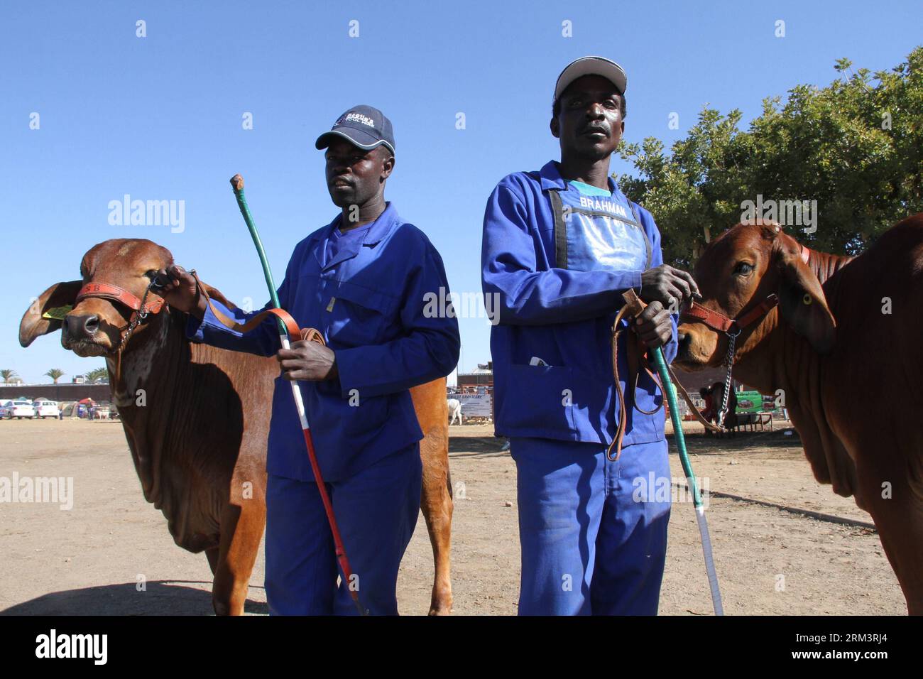 Bildnummer: 60311451 Datum: 03.08.2013 Copyright: imago/Xinhua Herders ...