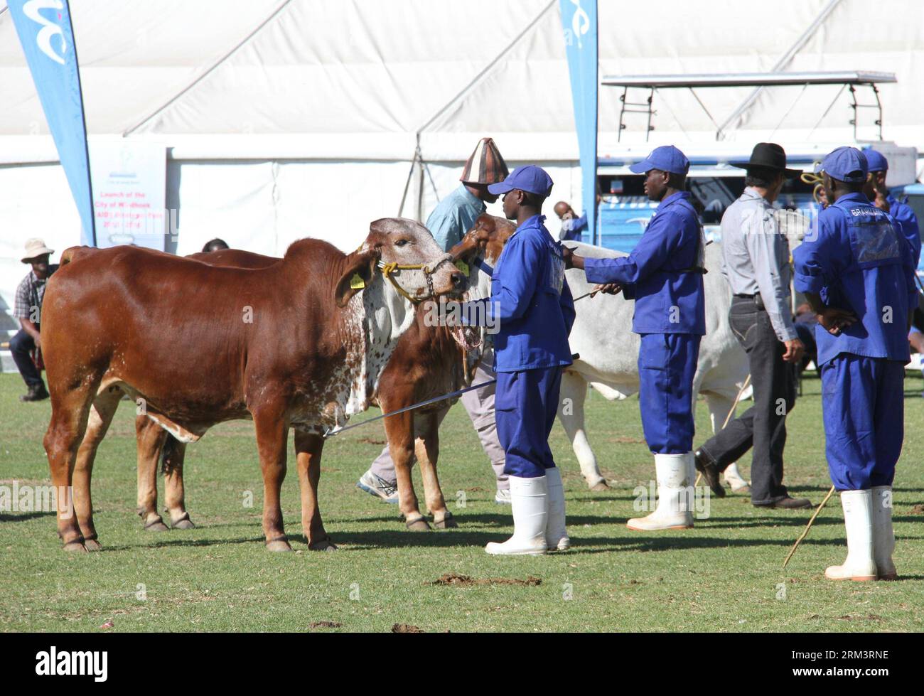 Well bred cattle hi-res stock photography and images - Alamy