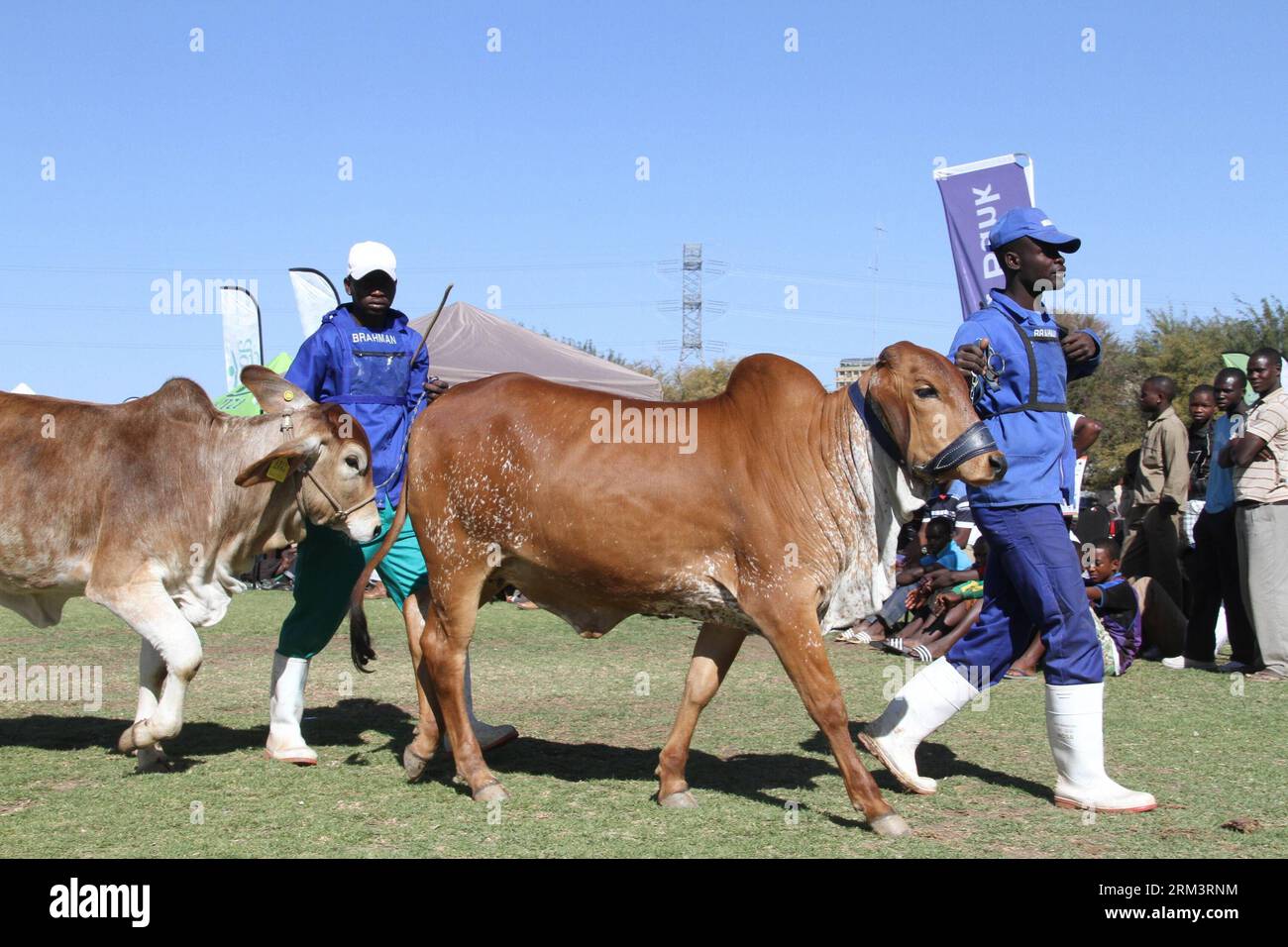 Well bred cattle hi-res stock photography and images - Alamy