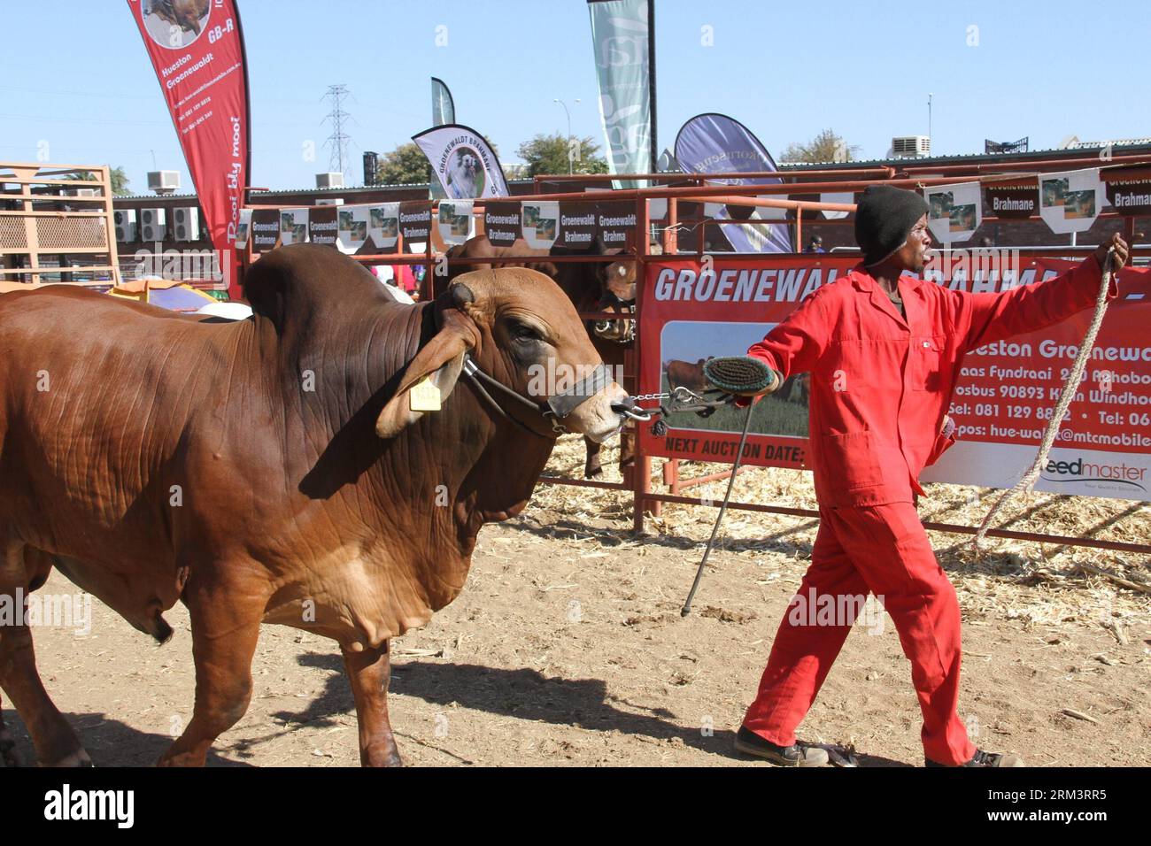 Expo cattle hi-res stock photography and images - Alamy