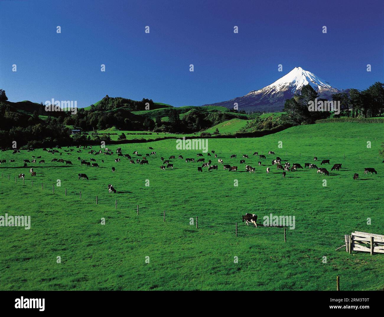 Dairy cows taranaki north island hi-res stock photography and images ...