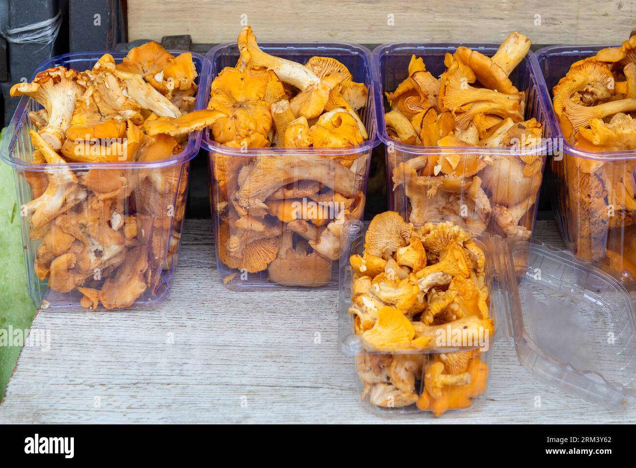 Fresh organic orange chanterelle mushrooms in plastic crates sold on ...