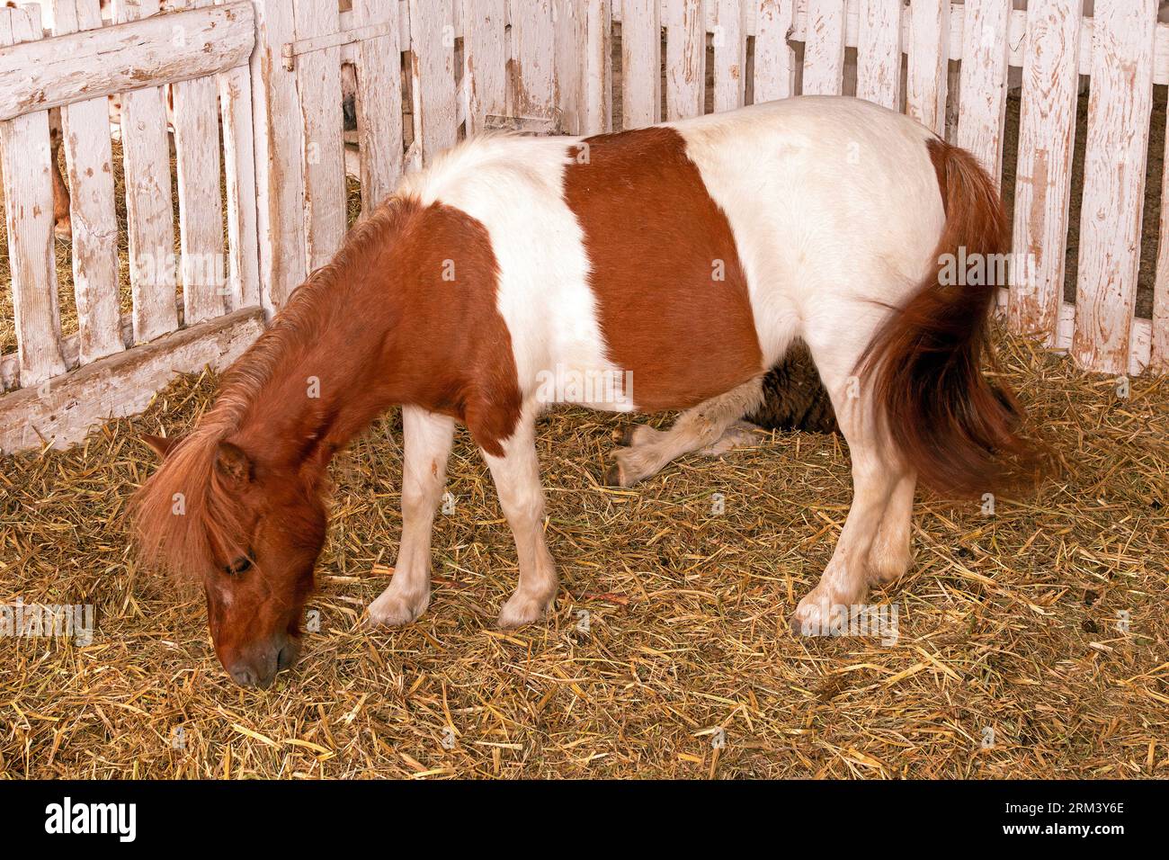 Small young pony horse grazes hay inside farm enclosure Stock Photo - Alamy