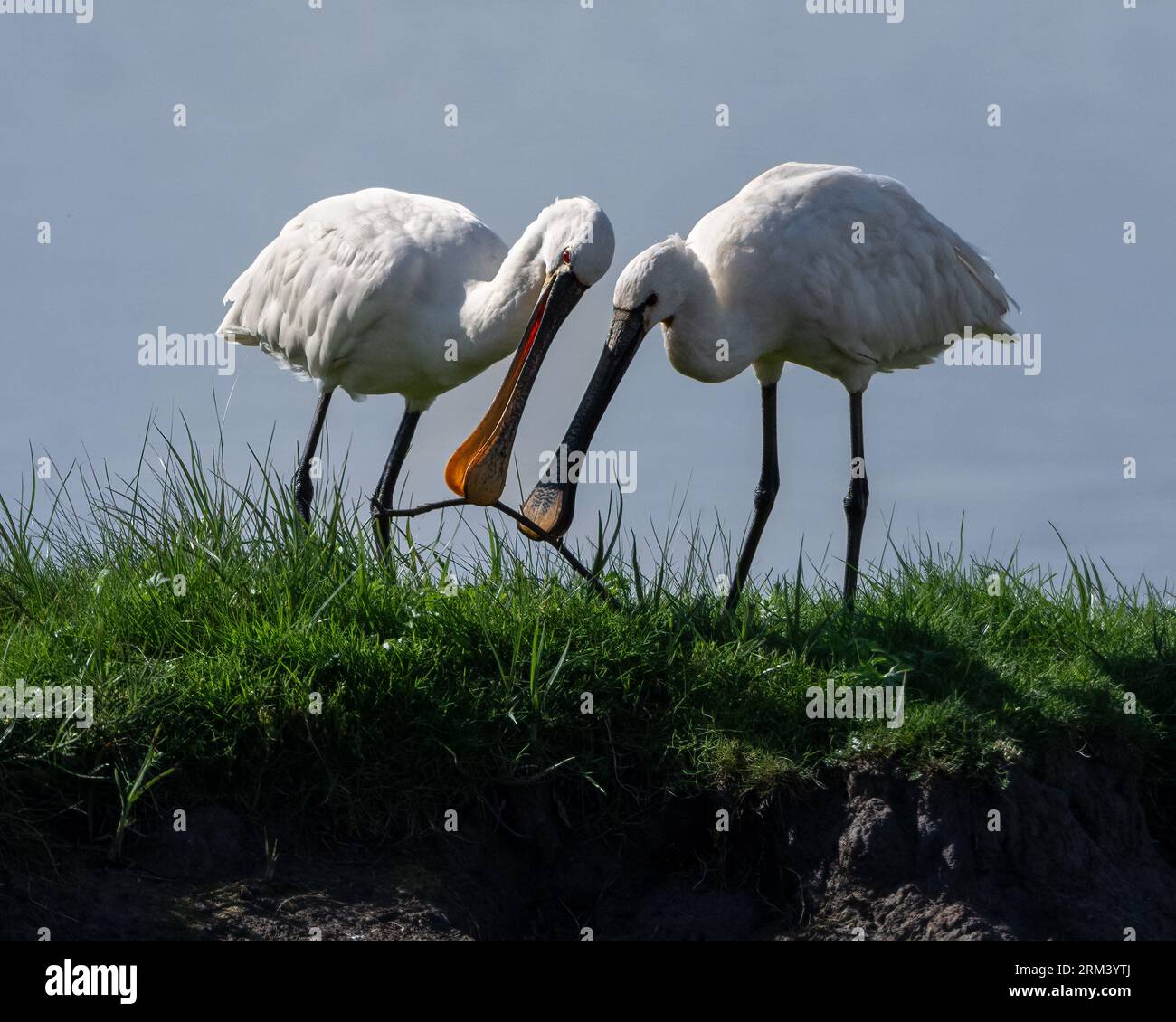 Spatula bill hi-res stock photography and images - Alamy