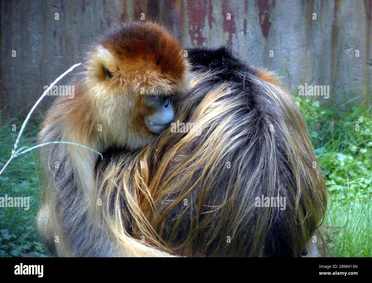 Golden monkeys hug each other hi-res stock photography and images - Alamy