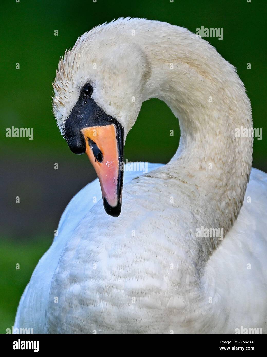 Striking profile bird's head hi-res stock photography and images - Alamy