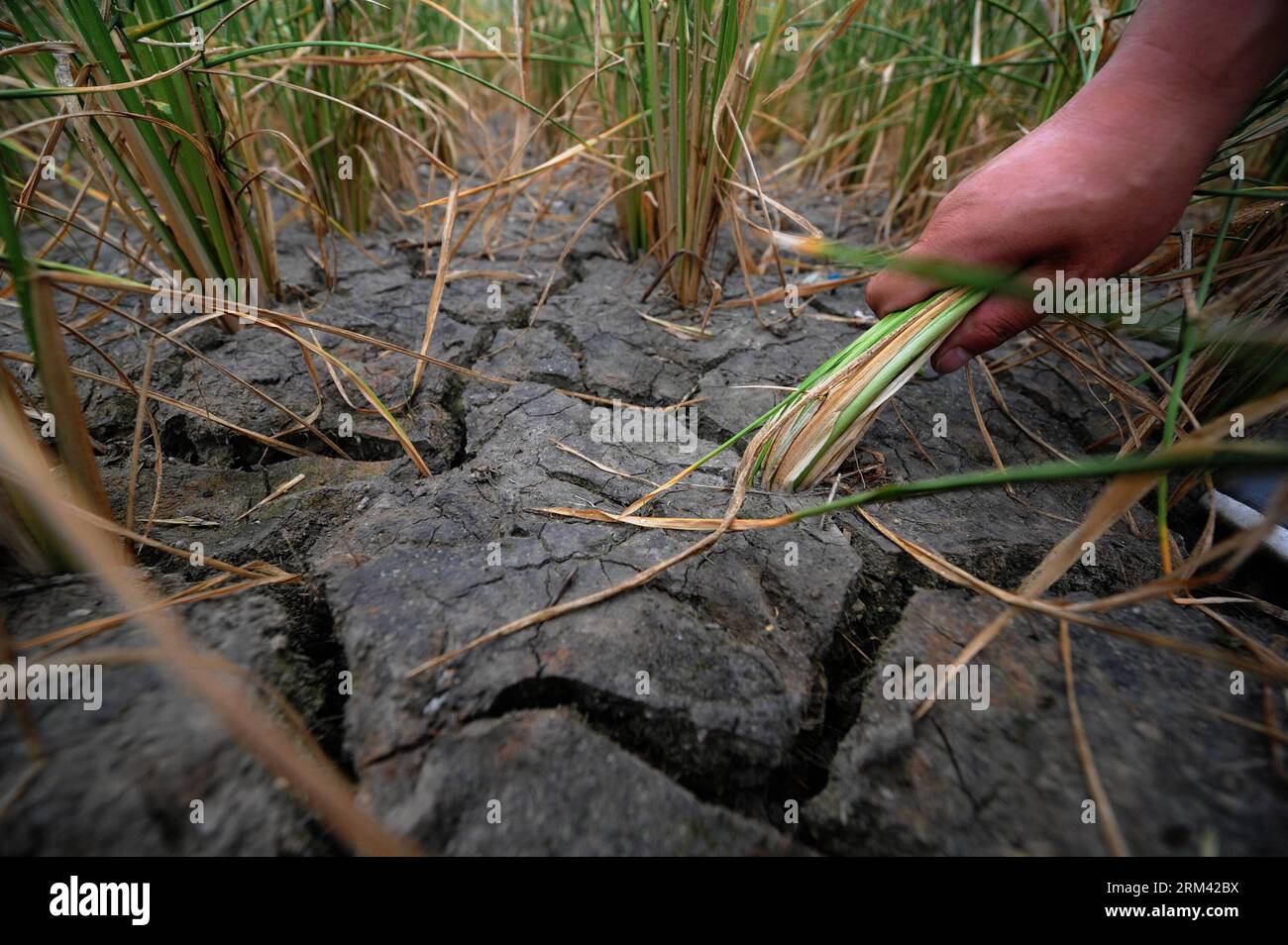 Dried up rice on a paddy hi-res stock photography and images - Alamy