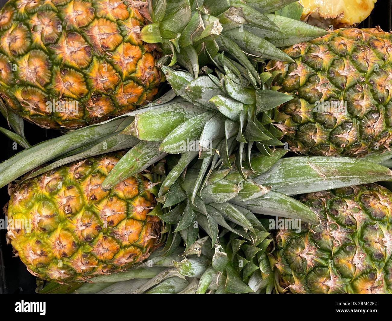 Skin glistening hi-res stock photography and images - Alamy