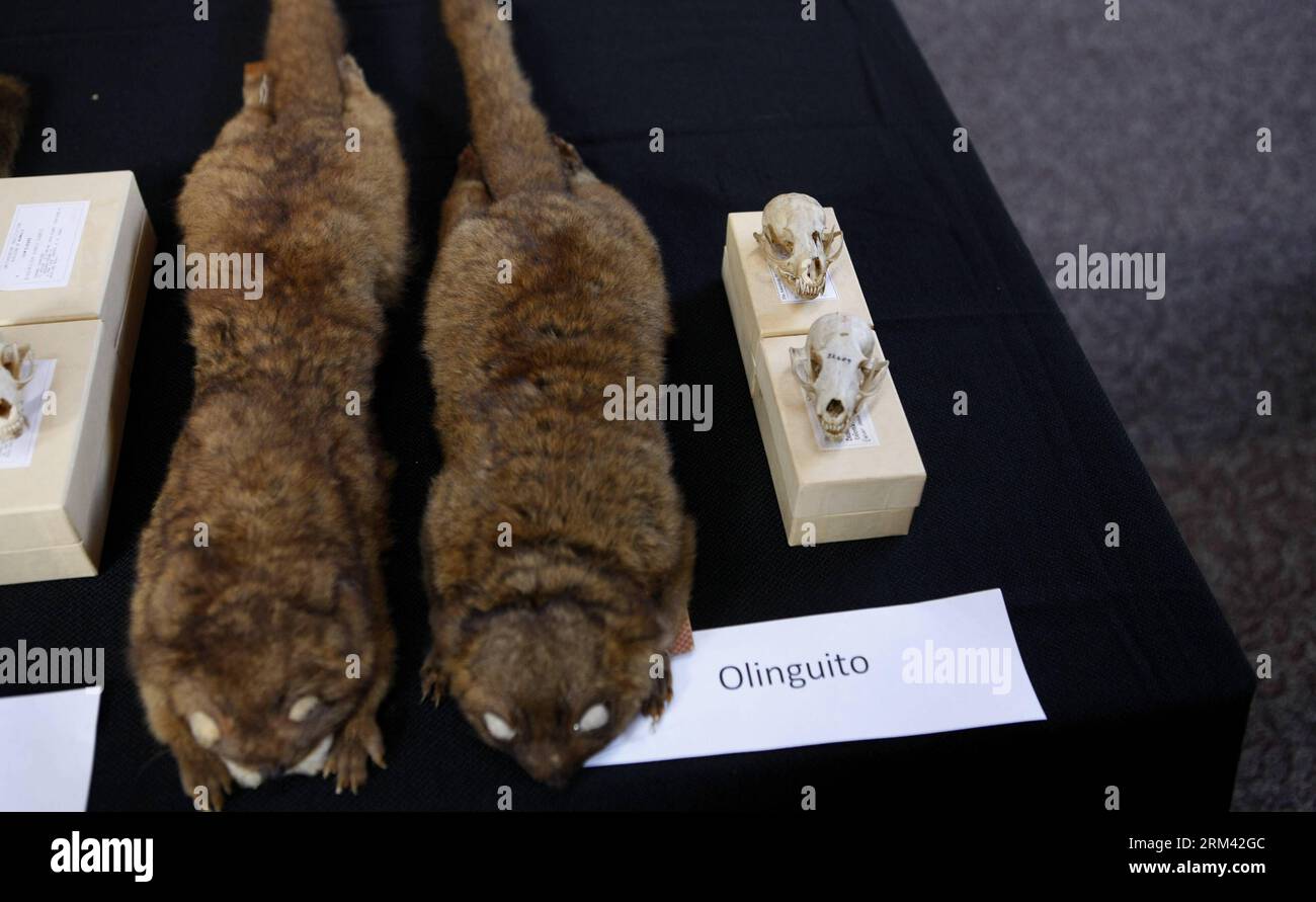 Olinguito Skull