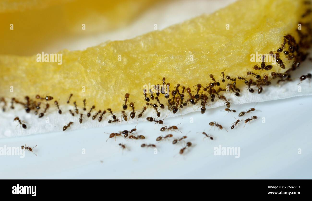 Large numbers from ant colony picking up and transferring food of ...