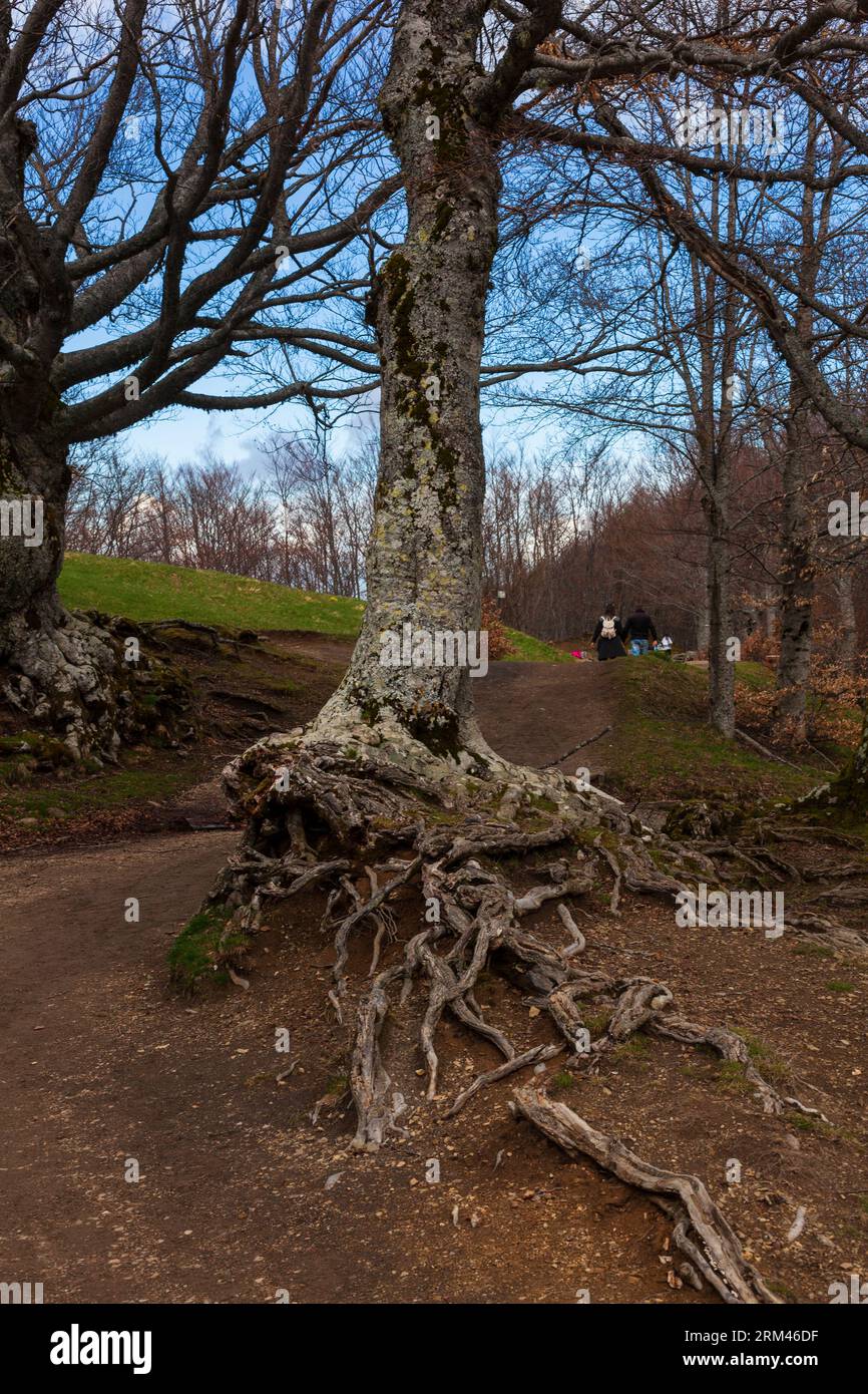 Big tree of the Calamone lake. National park of Appennino Tosco ...
