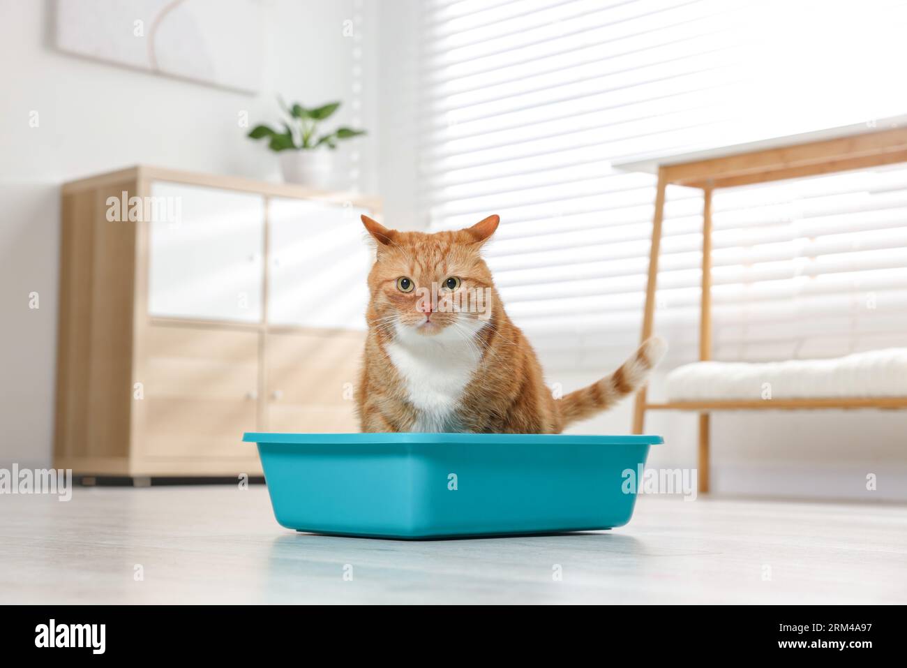 Cute ginger cat in litter box at home Stock Photo - Alamy