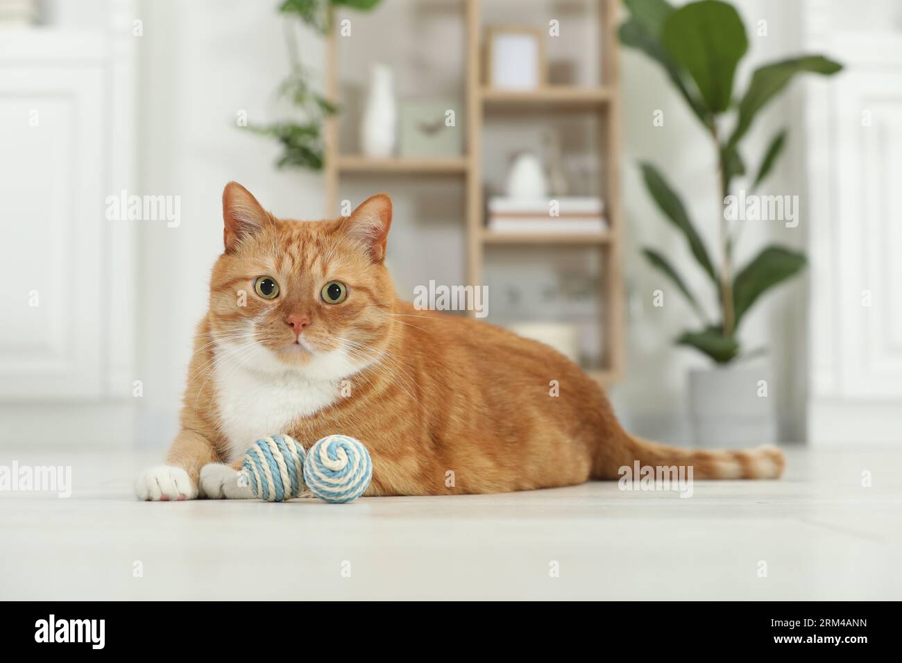 Cute ginger cat playing sisal toy at home Stock Photo - Alamy