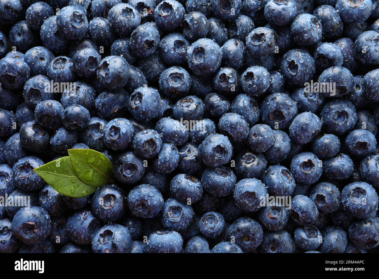 Wet fresh blueberries with green leaves as background, top view Stock ...