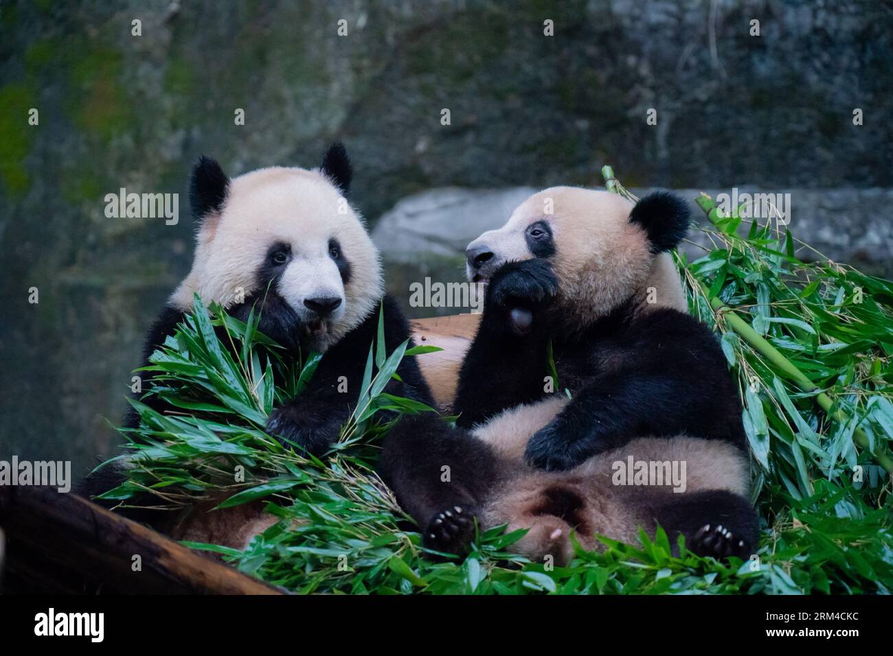 CHONGQING, CHINA - AUGUST 26, 2023 - Giant pandas eat bamboo in the rain at Chongqing Zoo in ...