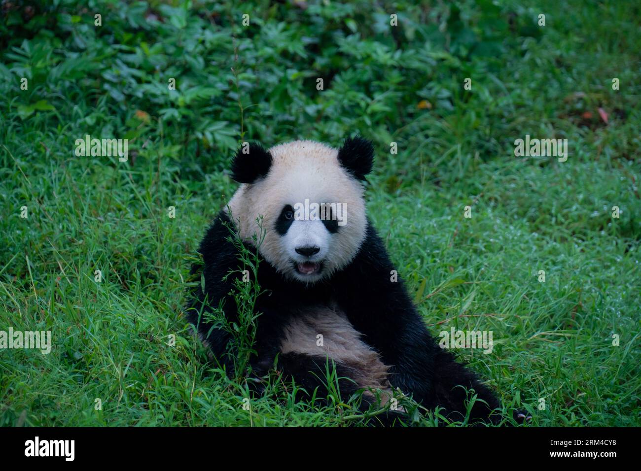 Chongqing, China. 27th Aug, 2023. CHONGQING, CHINA - AUGUST 26, 2023 ...