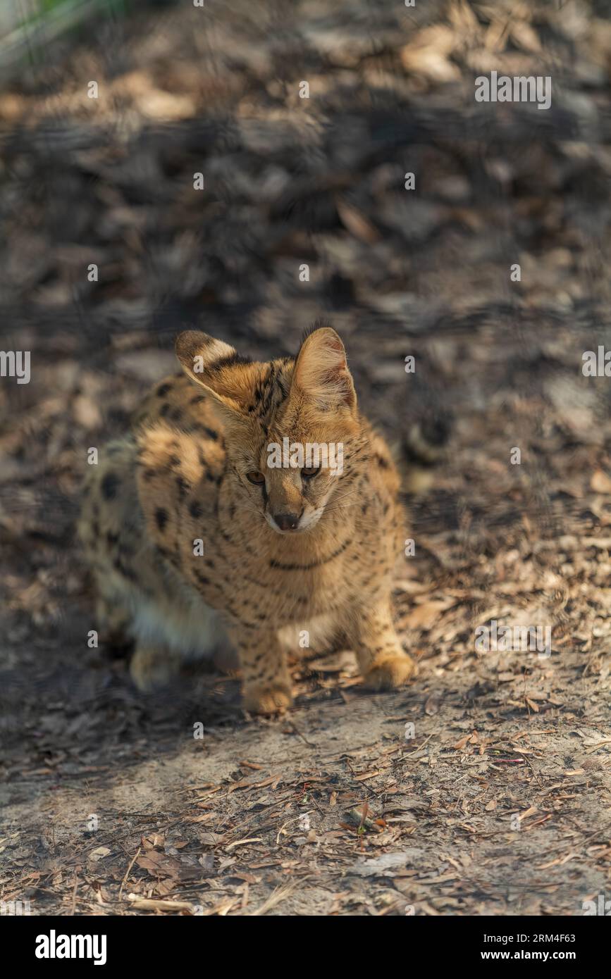 A beautiful serval cat in its natural savannah habitat. This African ...