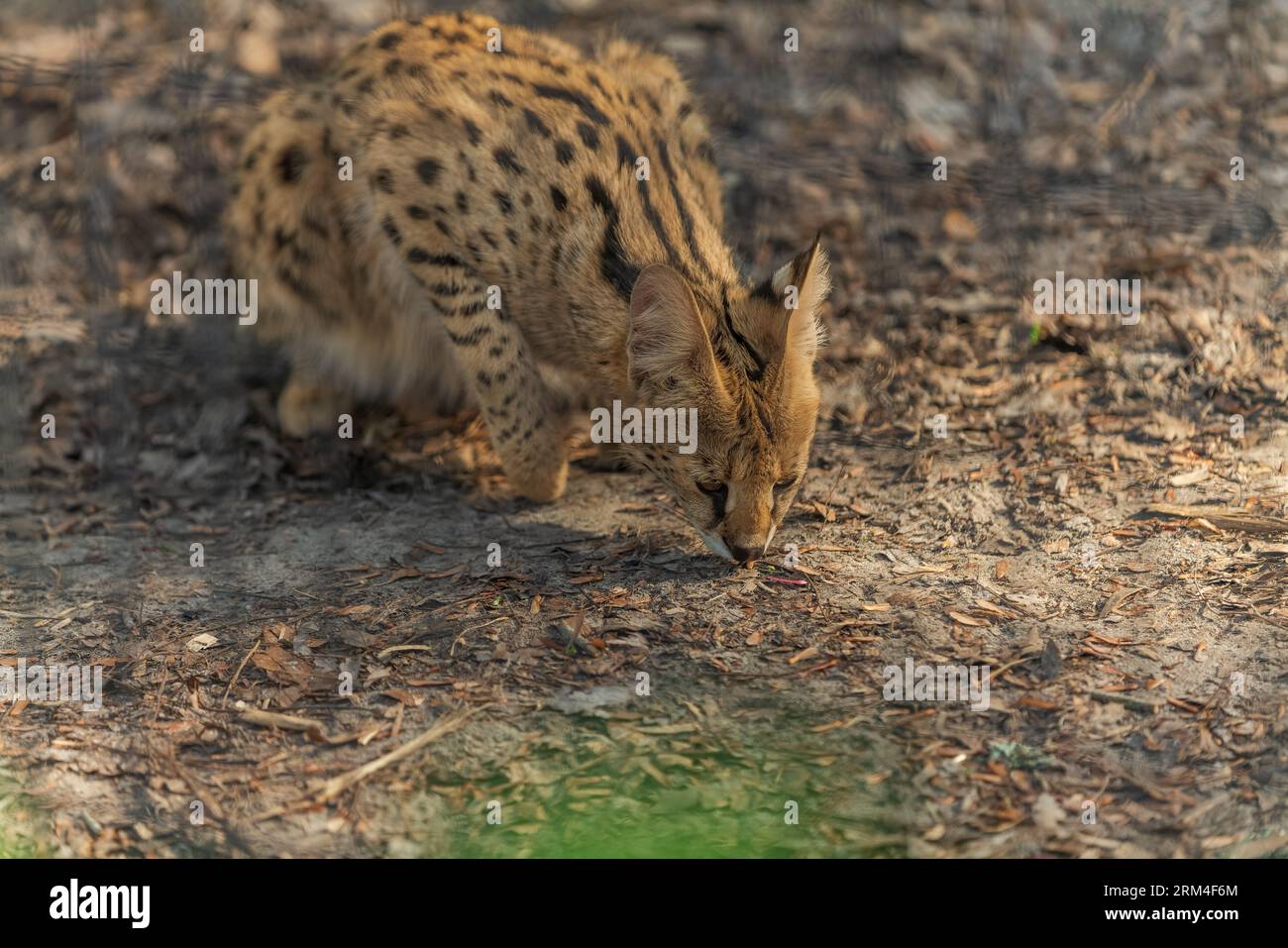 A beautiful serval cat in its natural savannah habitat. This African ...